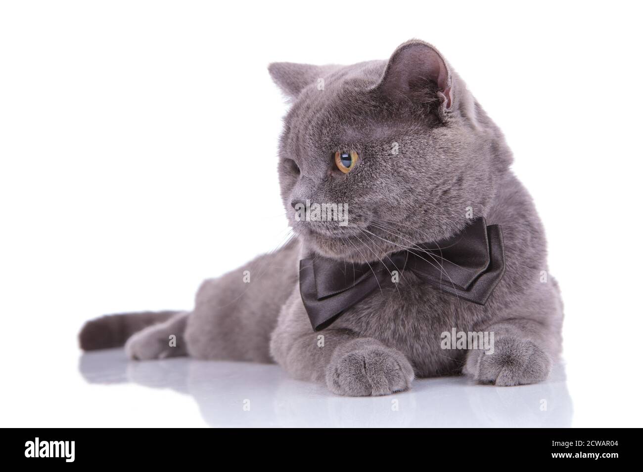 Curious British Shorthair cat wearing bowtie and looking away while ...
