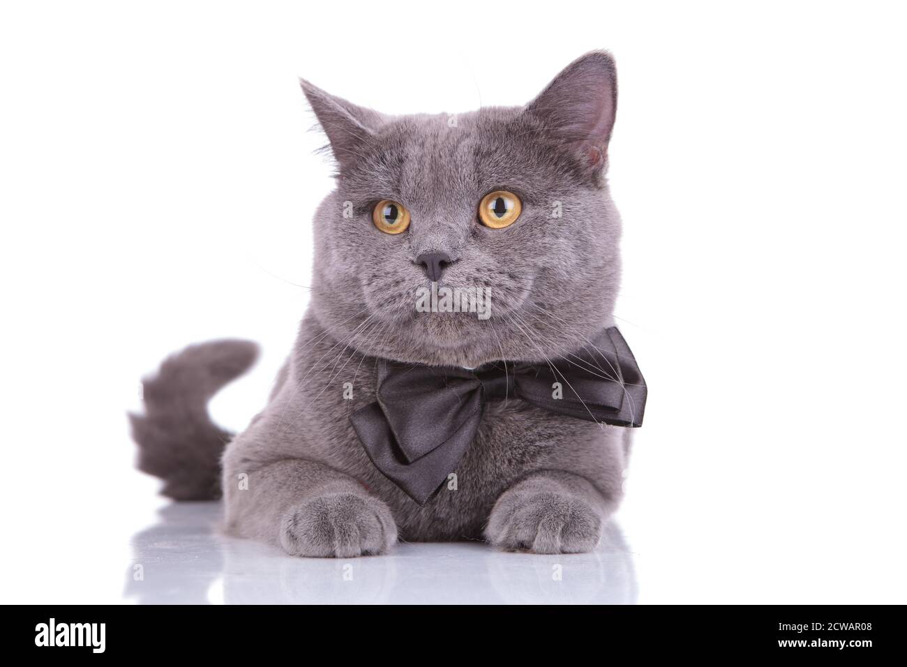 Focused British Shorthair cat wearing bowtie and stalking while laying ...