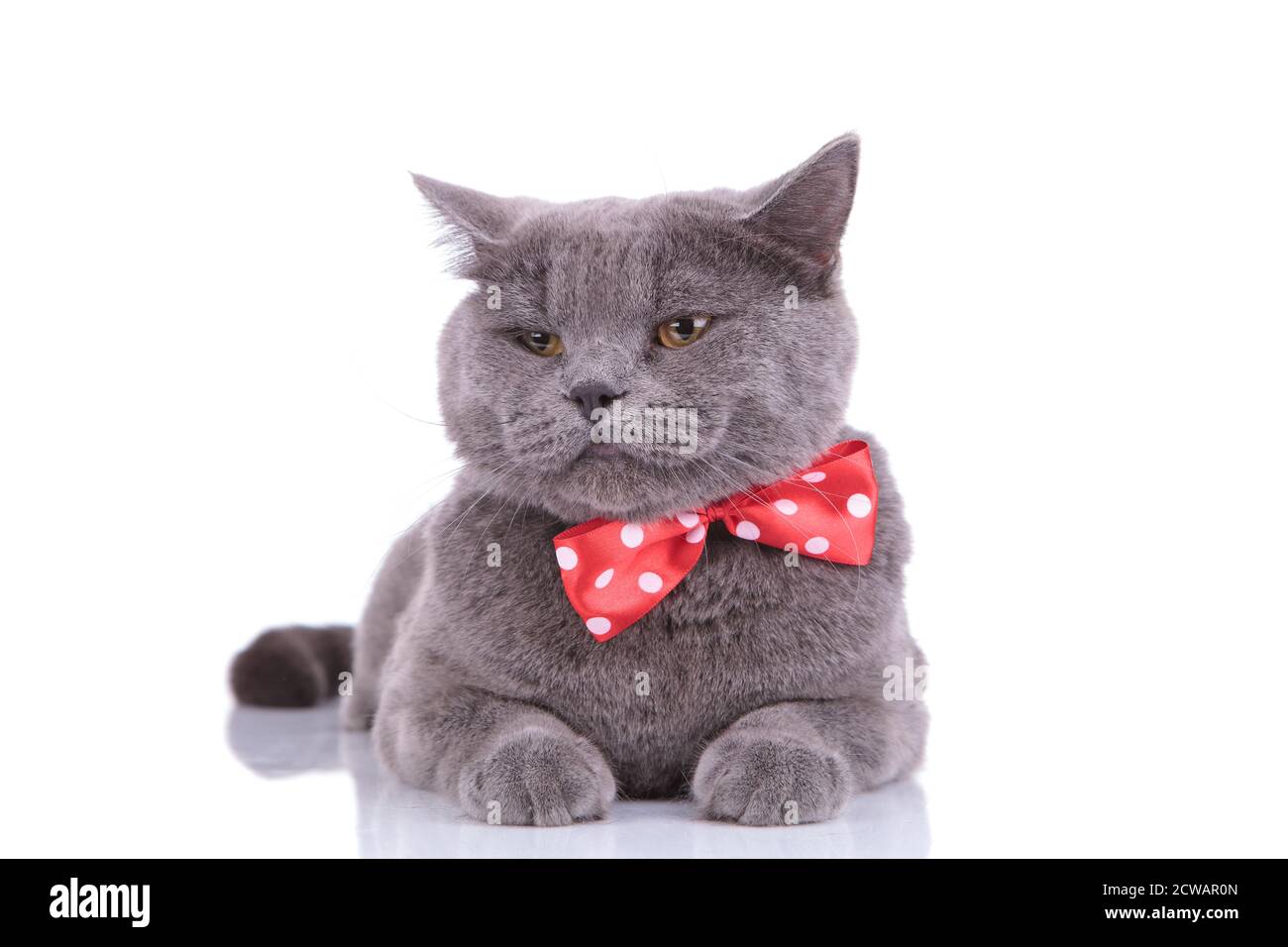 Sleepy British Shorthair cat wearing bowtie while laying down on white ...