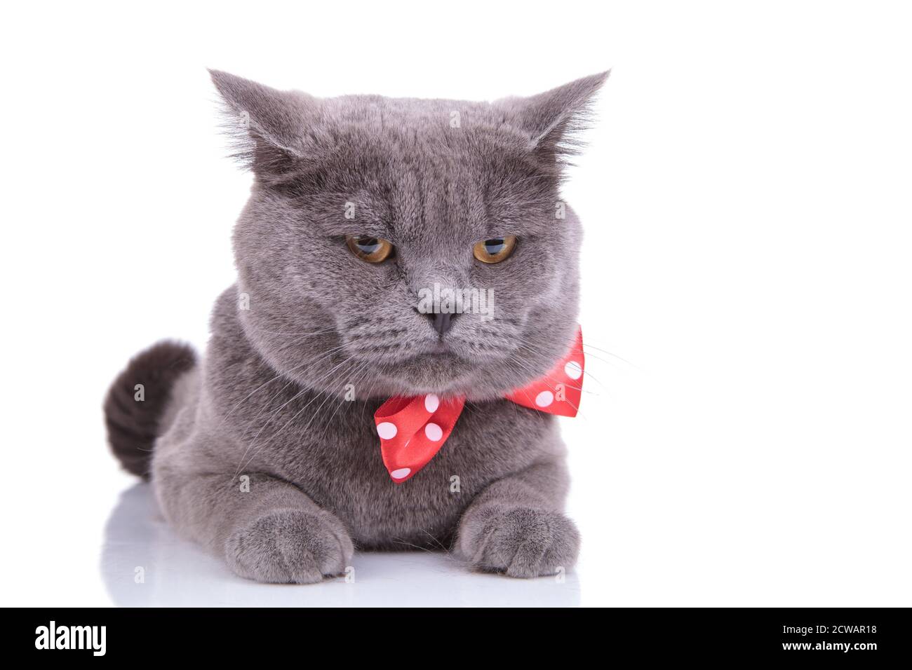 Upset British Shorthair cat wearing bowtie and frowning while laying ...
