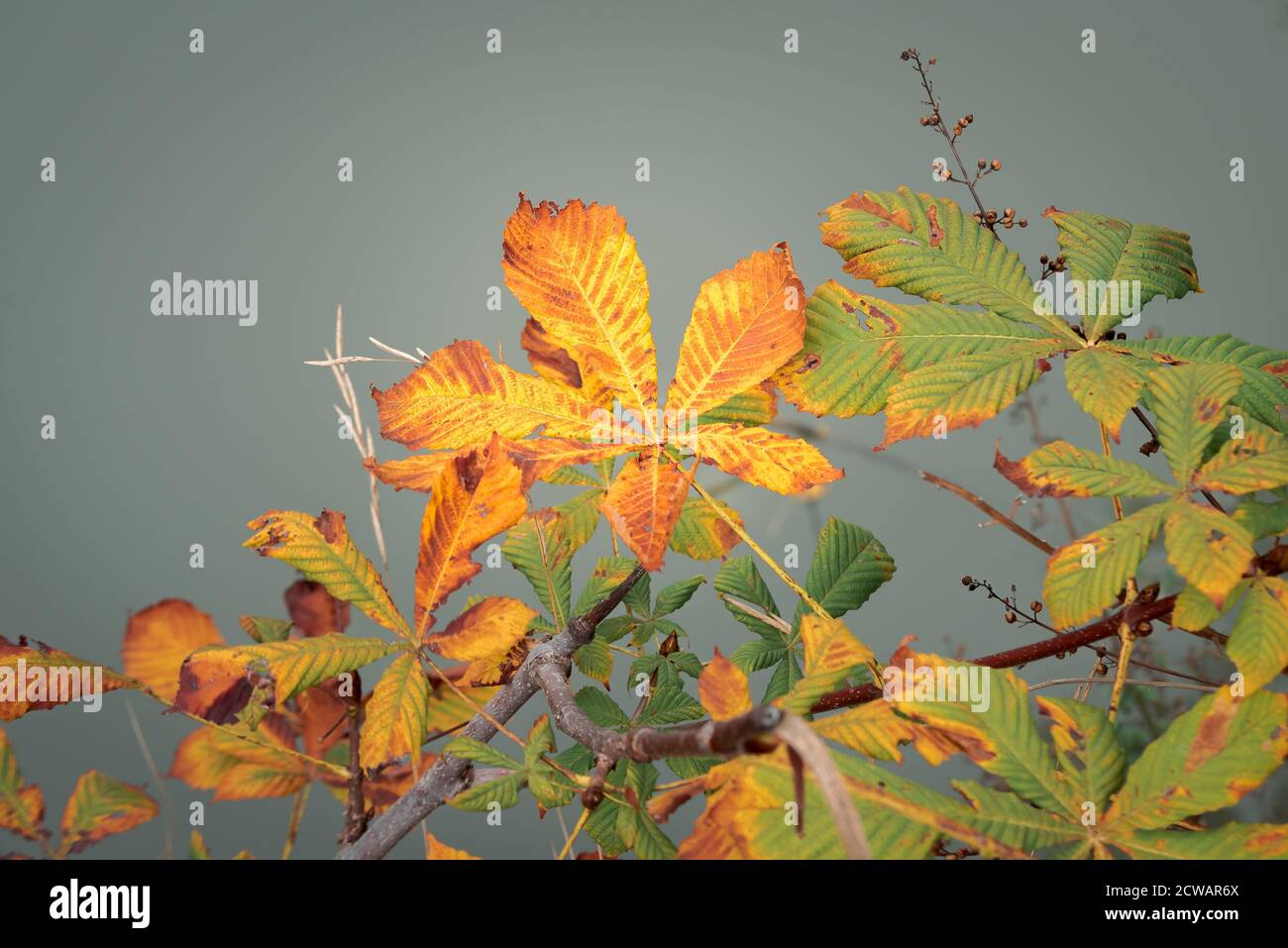 leaves changing colors in autumn, red, orange, yellow colors and ...