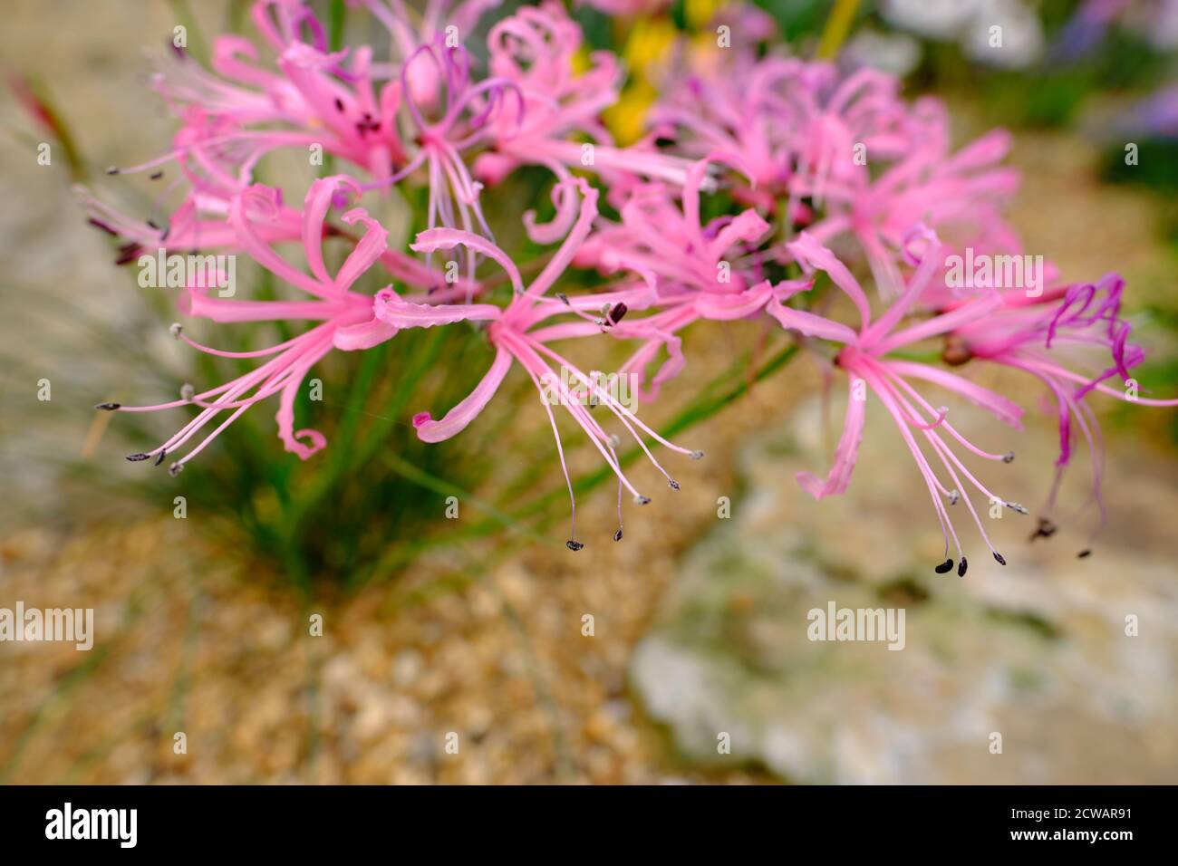 Nerine bowdenii aka Cornish lily, Cape flower, Guernsey lily, or Bowden ...