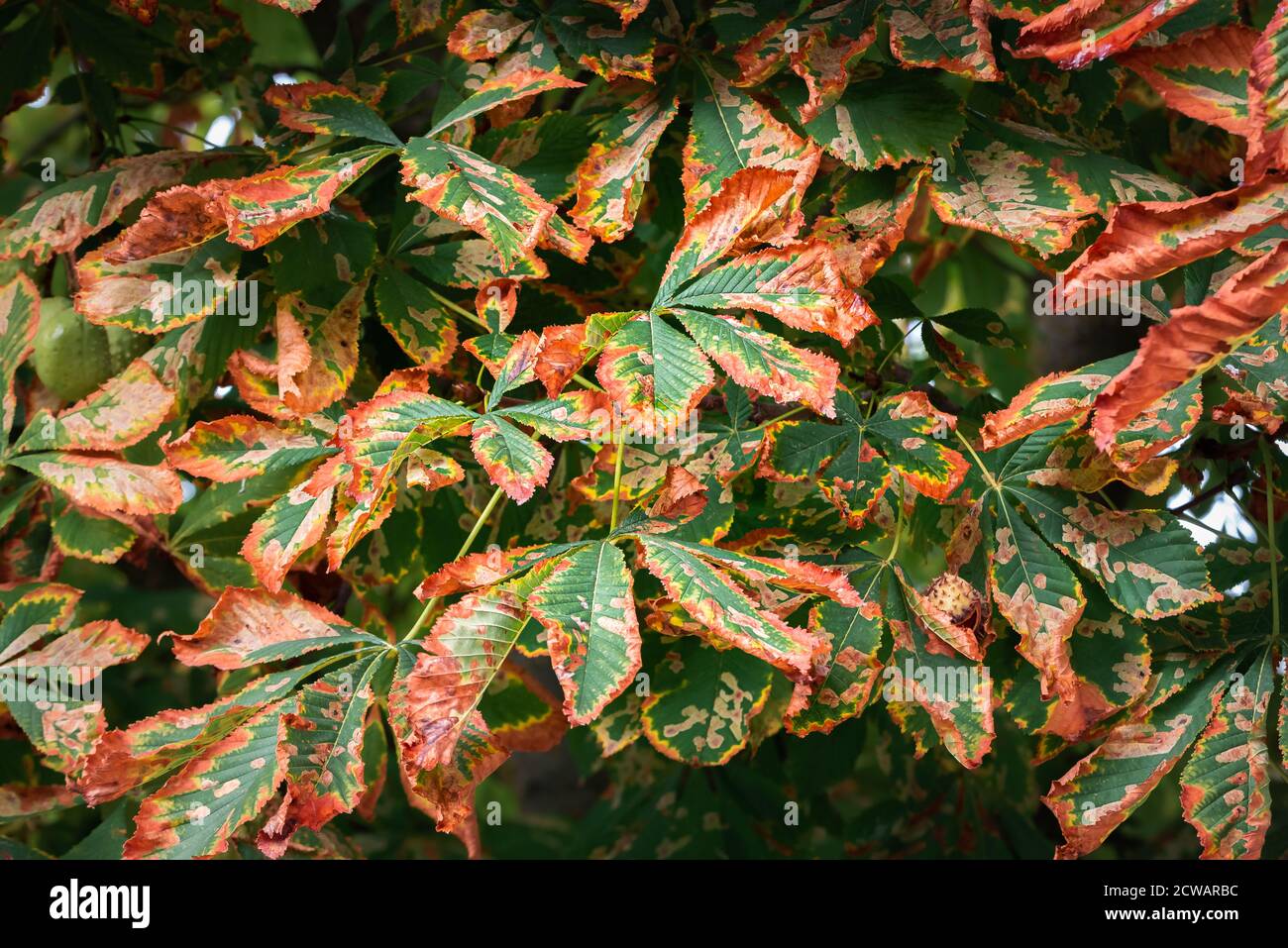 leaves changing colors in autumn, red, orange, yellow colors and ...