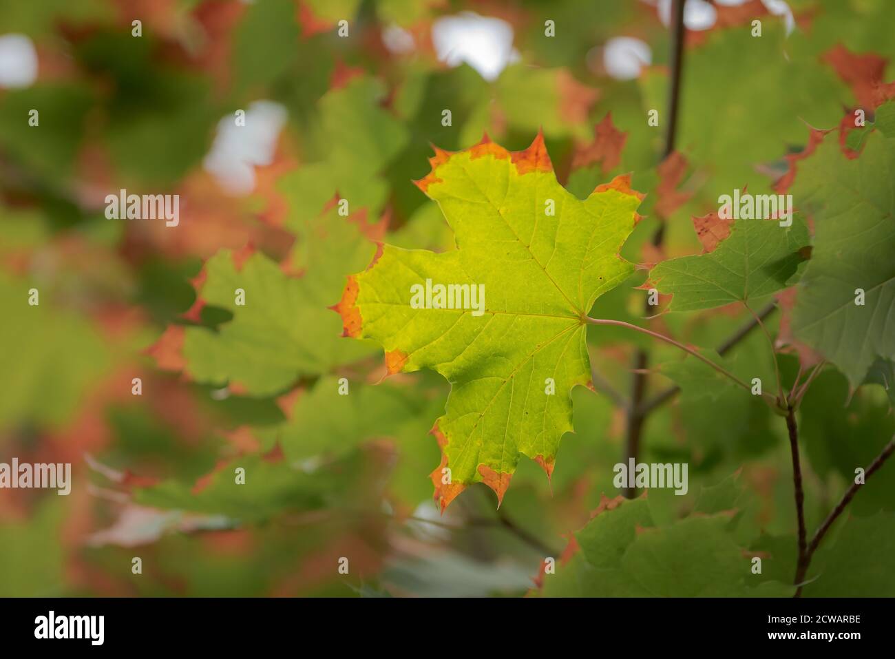 leaves changing colors in autumn, red, orange, yellow colors and ...
