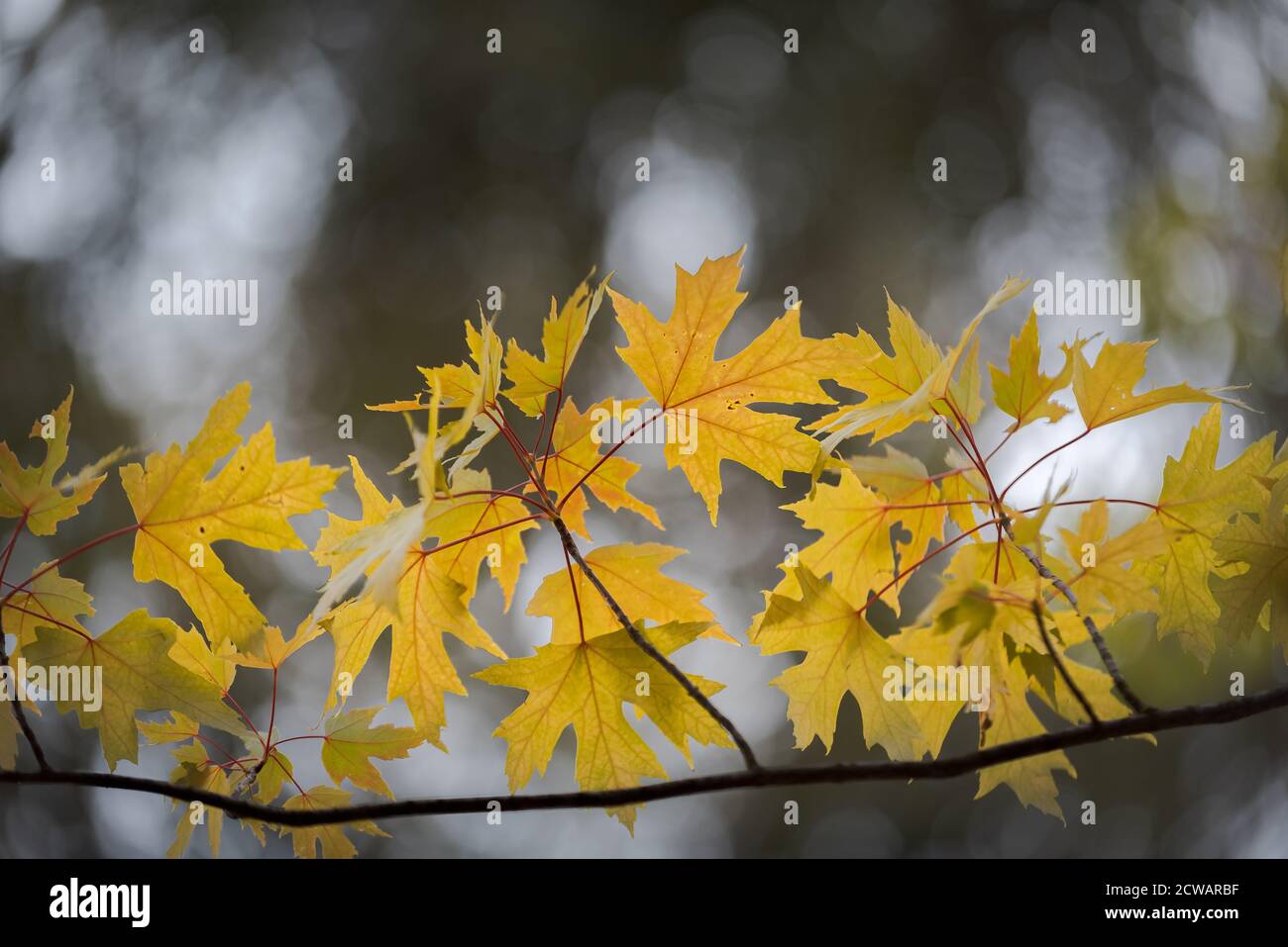 leaves changing colors in autumn, red, orange, yellow colors and ...