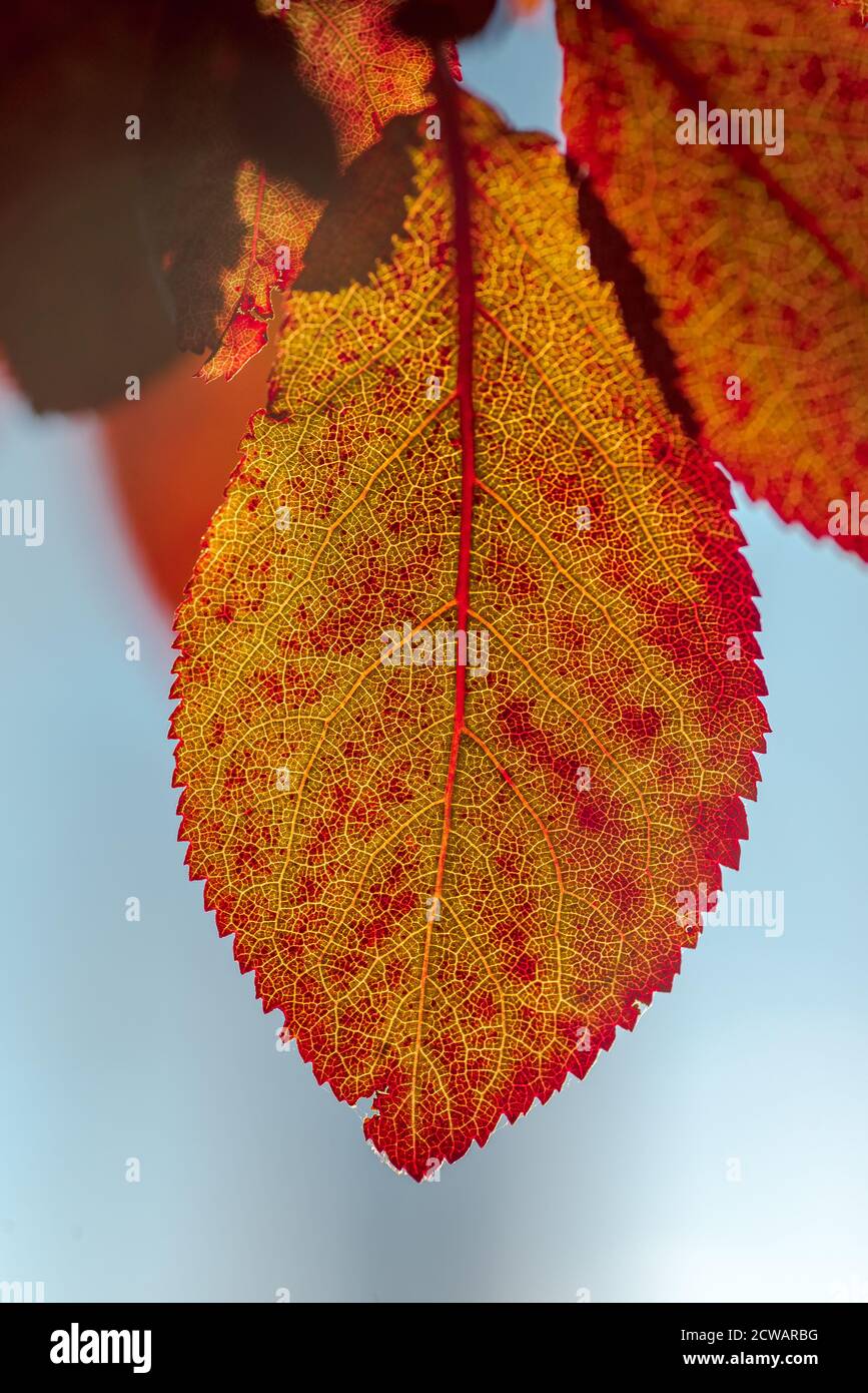 leaves changing colors in autumn, red, orange, yellow colors and ...
