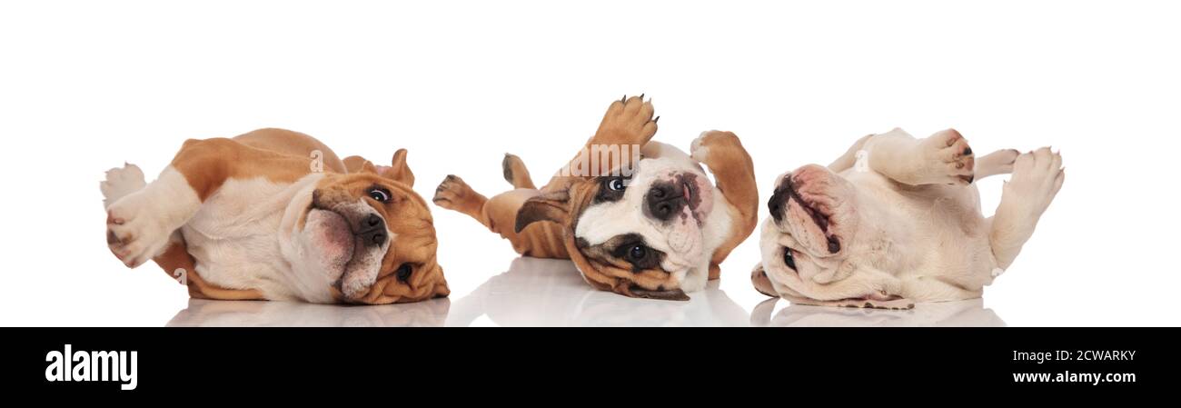 Three English bulldogs being clumsy and rolling on back on white studio ...