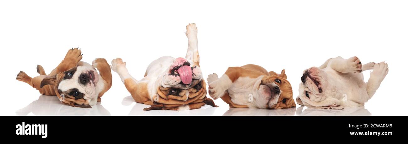 Four lovely English Bulldogs rolling on their back and panting on white ...