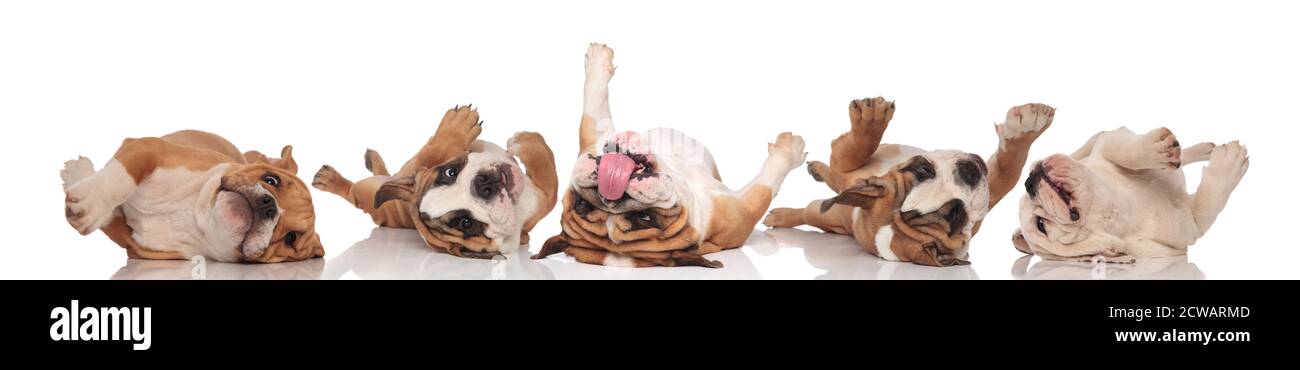 Four clumsy English Bulldogs rolling on back and panting on white ...