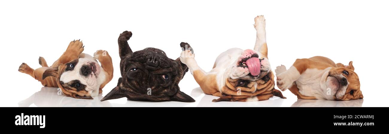 Four cute Bulldogs rolling on their back and panting on white studio ...