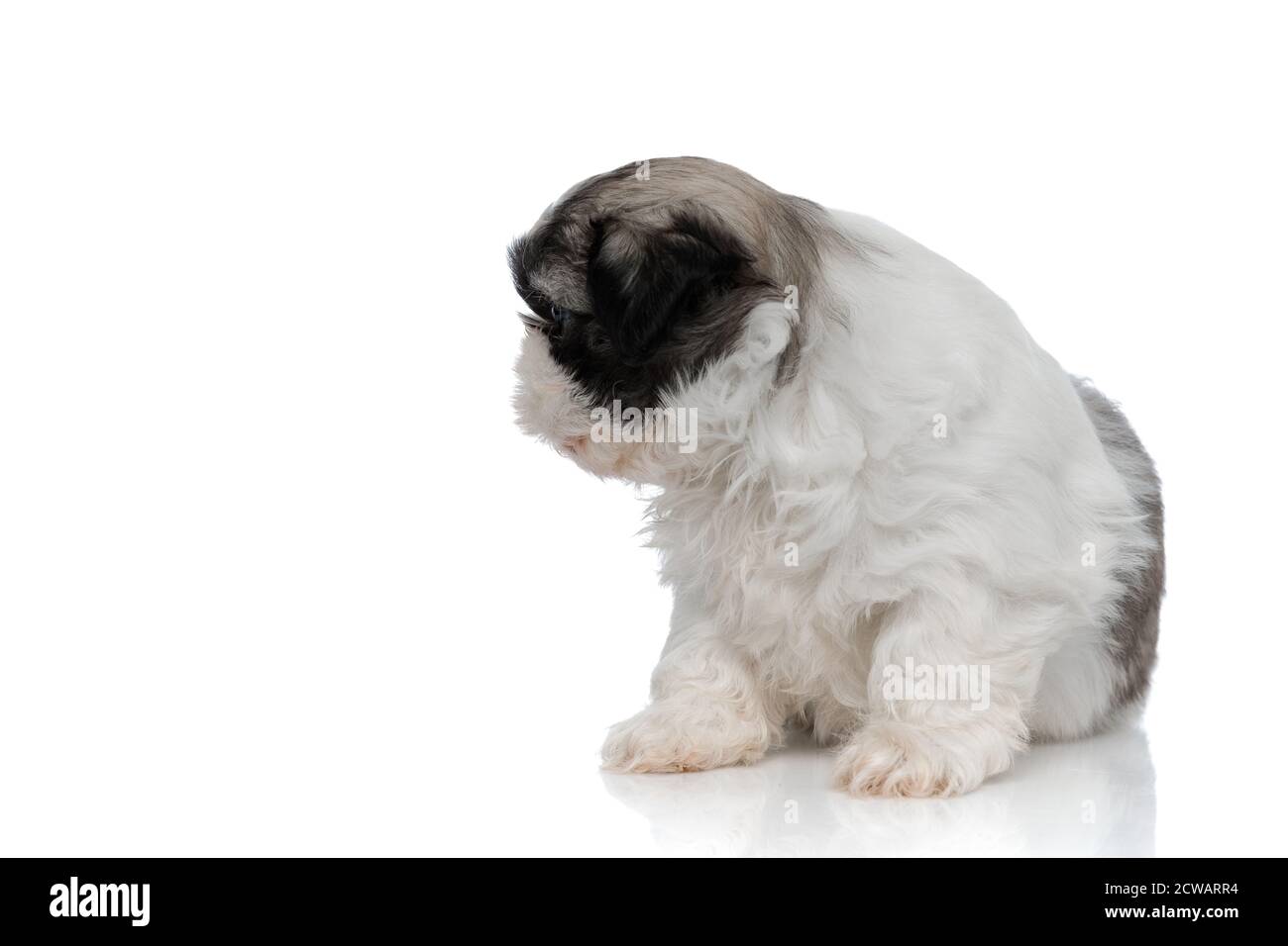 Side view of Shih Tzu cub curiously looking forward while sitting on ...