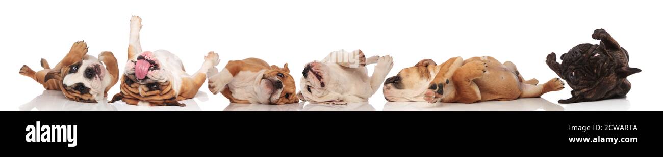 Six clumsy Bulldogs rolling on their back, playing and panting on white ...