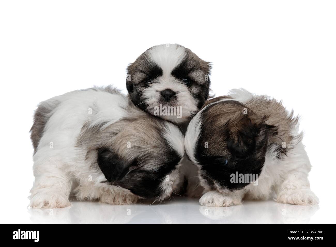 Adorable Shih Tzu cubs hugging and embracing while standing on white ...