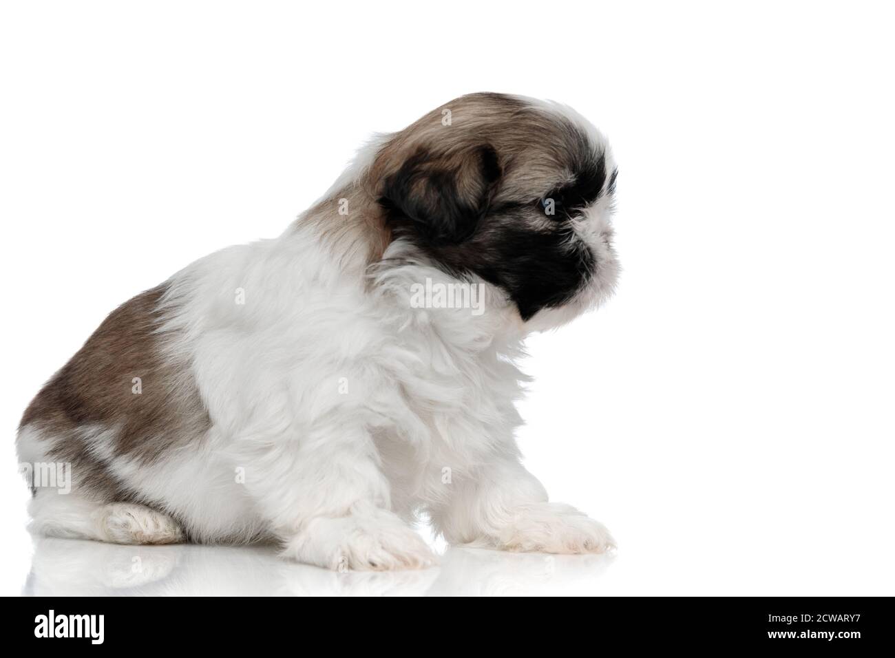 Side view of Shih Tzu cub curiously looking forward while sitting on ...