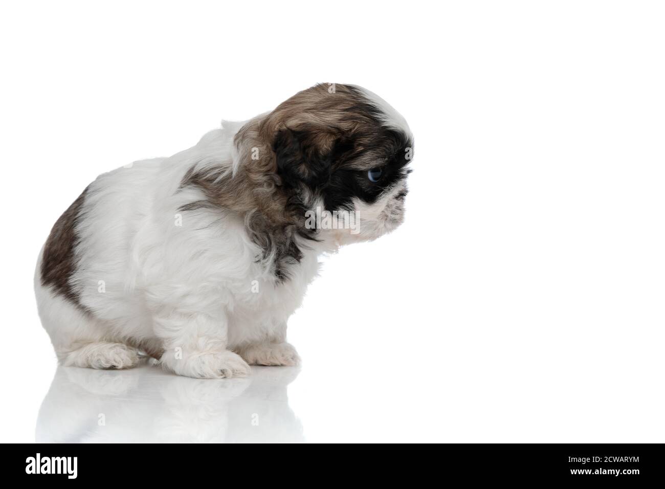 Side view of Shih Tzu cub curiously looking forward while standing on ...