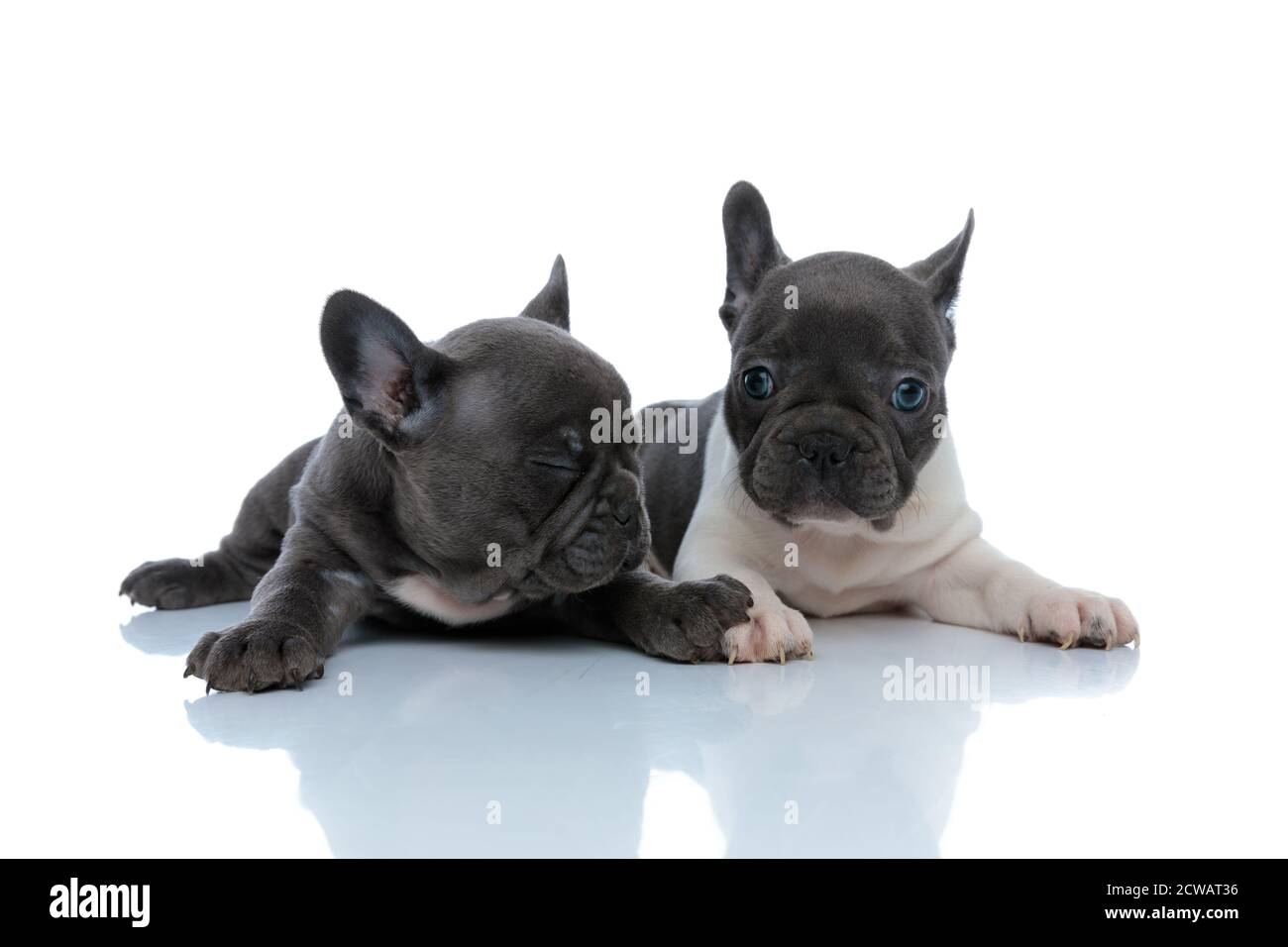 Tired French bulldog cubs looking away and blinking while laying down ...