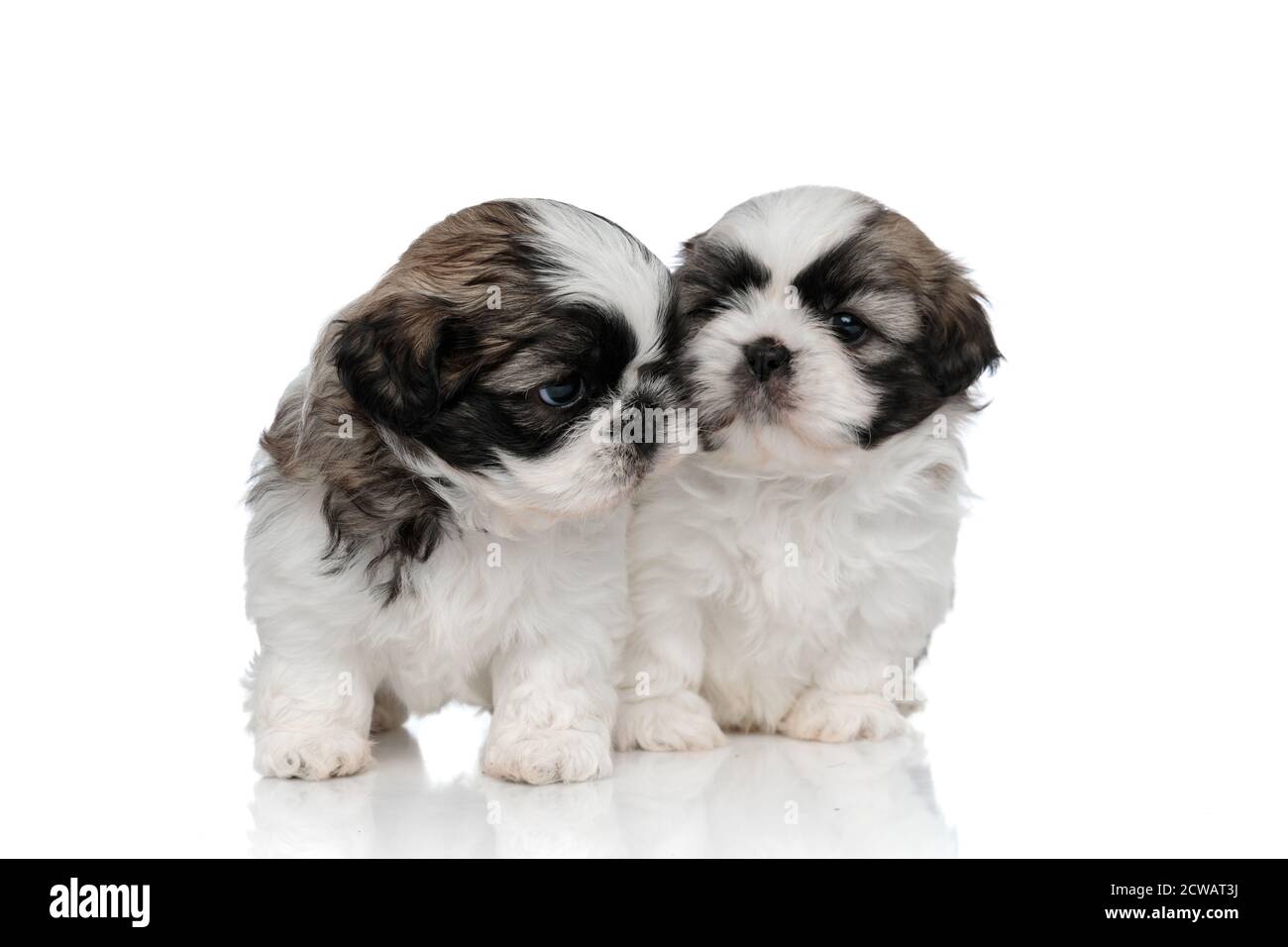 Lovely Shih Tzu cubs embracing each other while sitting and standing on ...