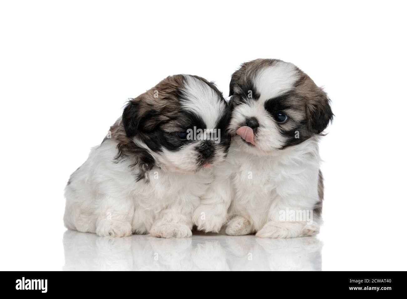 Shih Tzu cubs comforting and embracing each other while sitting on ...