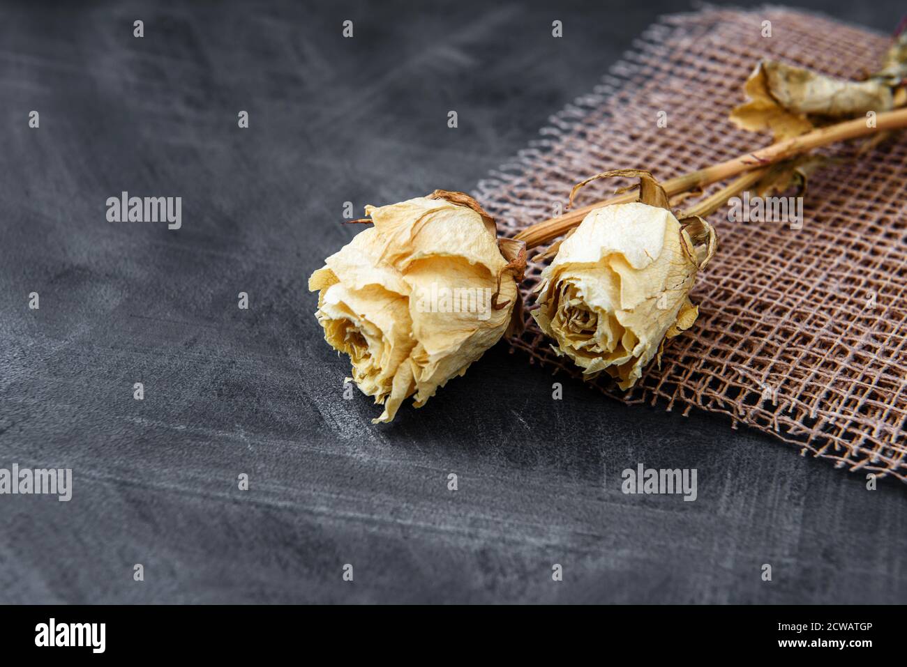 Sprigs of white dried roses on a black background in vintage style ...