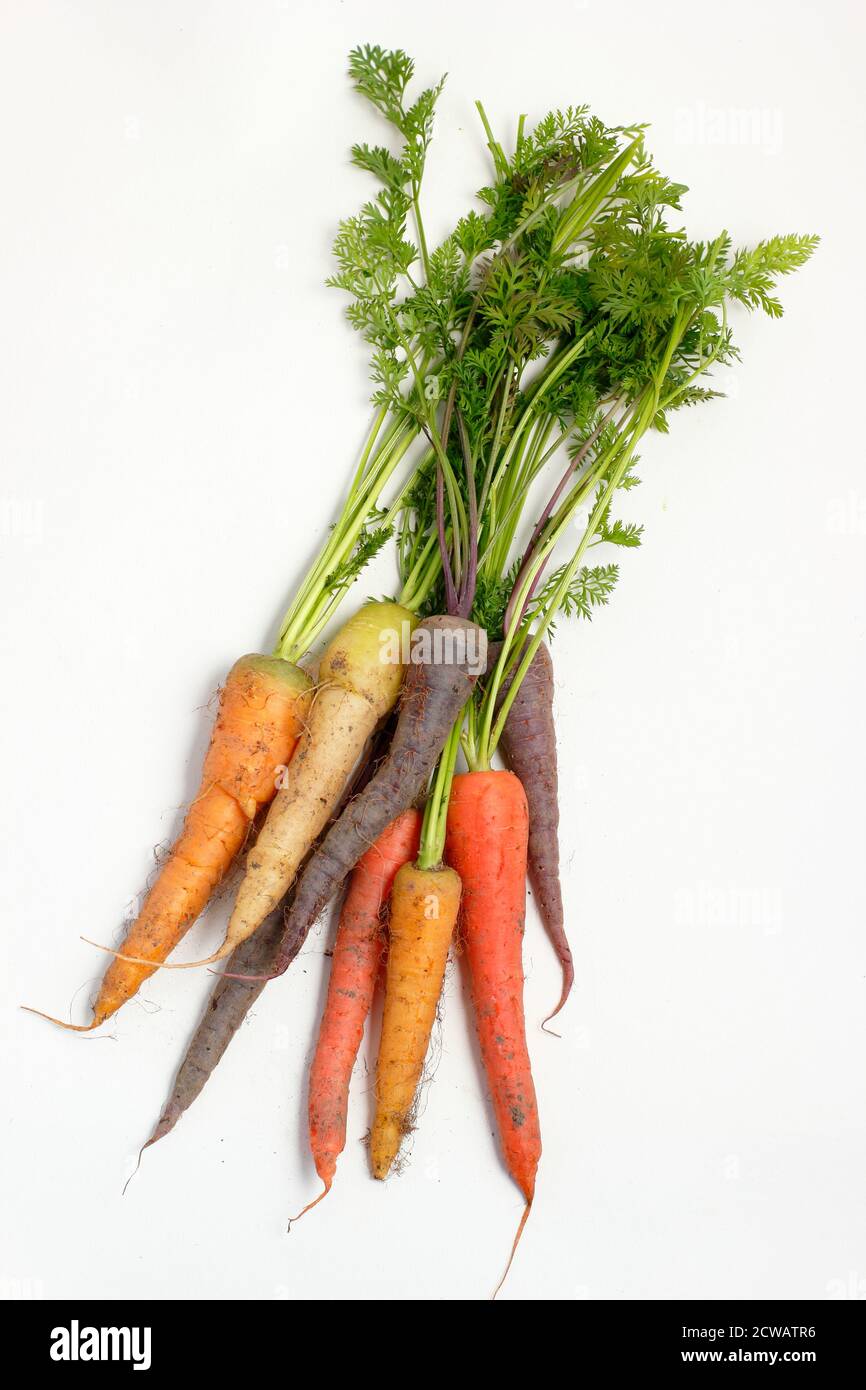 Bunch of fresh home grown rainbow carrots on white background. UK Stock ...