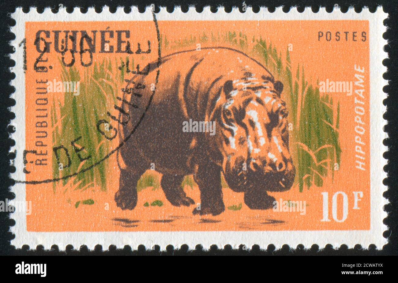 GUINEA - CIRCA 1962: stamp printed by Guinea, shows hippopotamus, circa ...