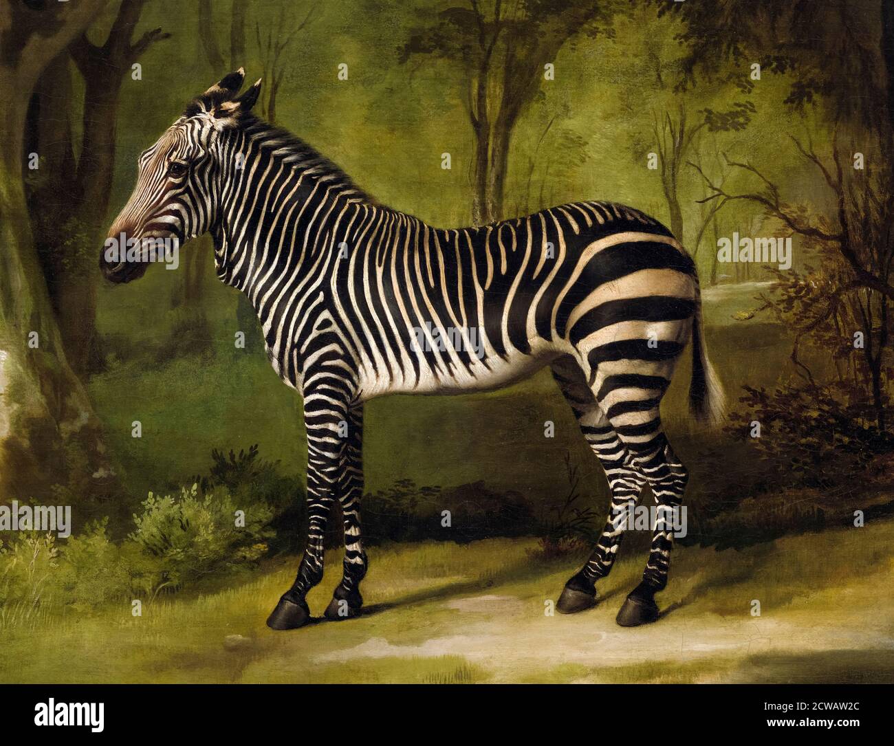 Zebra (Queen Charlotte’s zebra) detail, painting by George Stubbs, 1763 ...