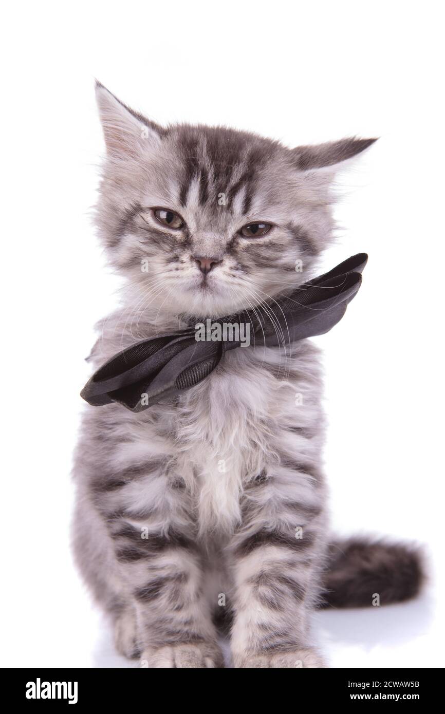 Bored British Shorthair cub wearing bowtie and looking forward while ...
