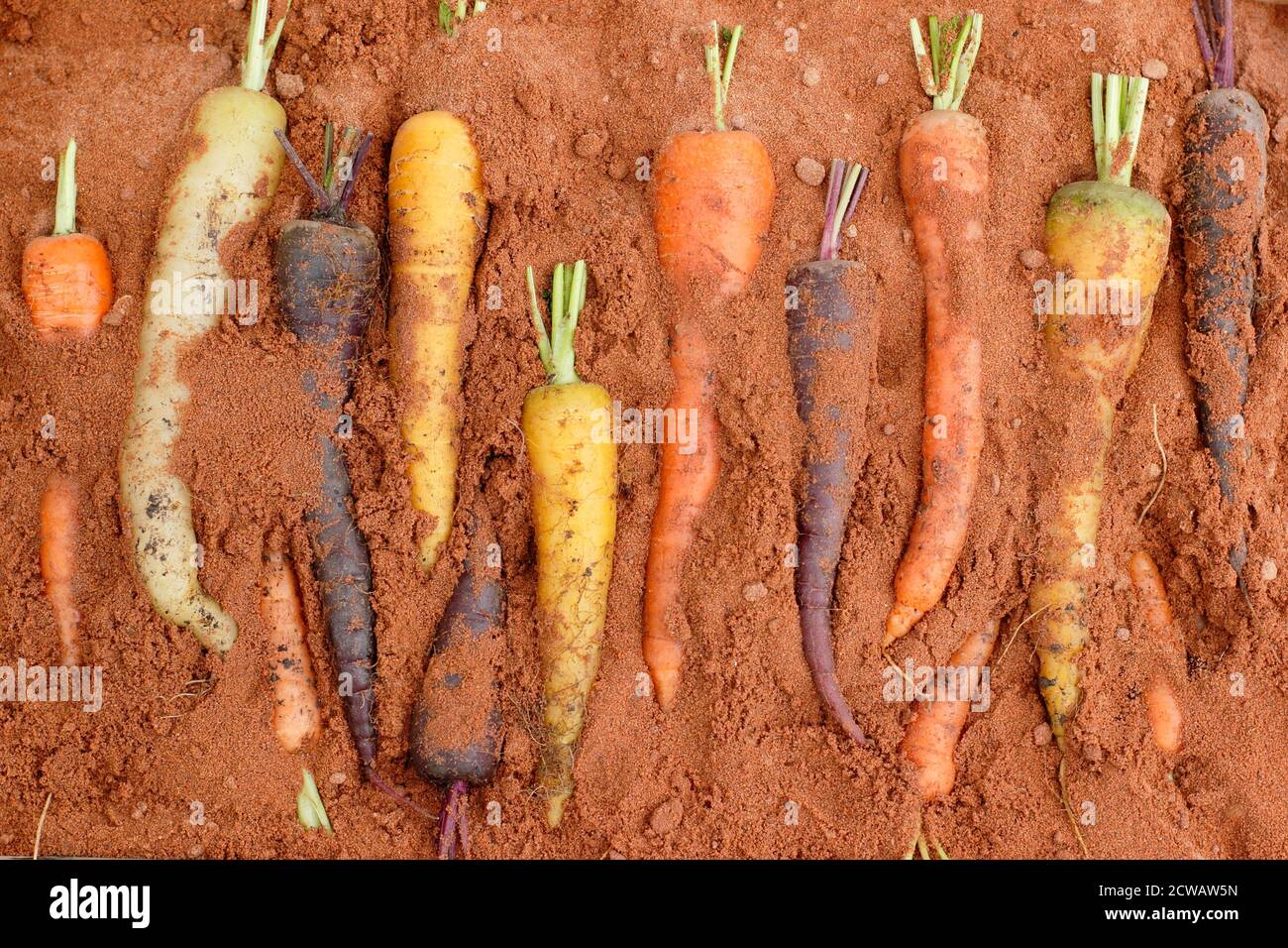 Storing rainbow carrots in wooden box of damp sand - top layer of sand ...