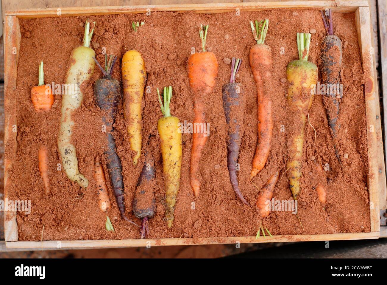 Storing rainbow carrots in wooden box of damp sand - top layer of sand ...