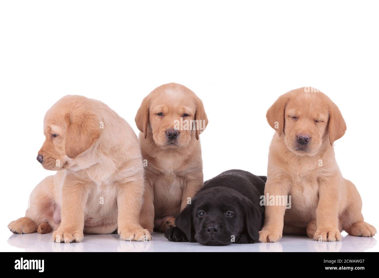 Upset couple dog hi-res stock photography and images - Alamy