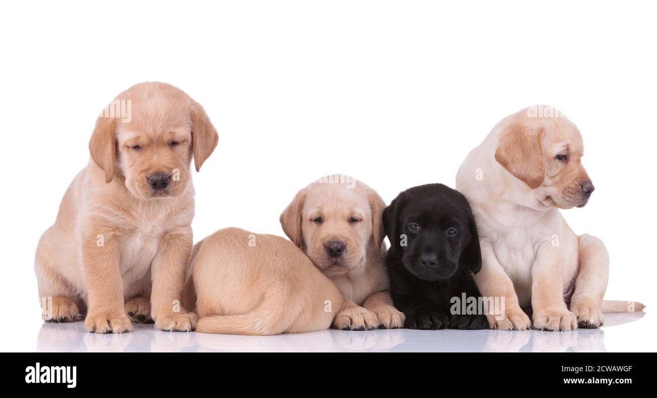 cute couple of labrador retriever dogs with yellow and black fur ...