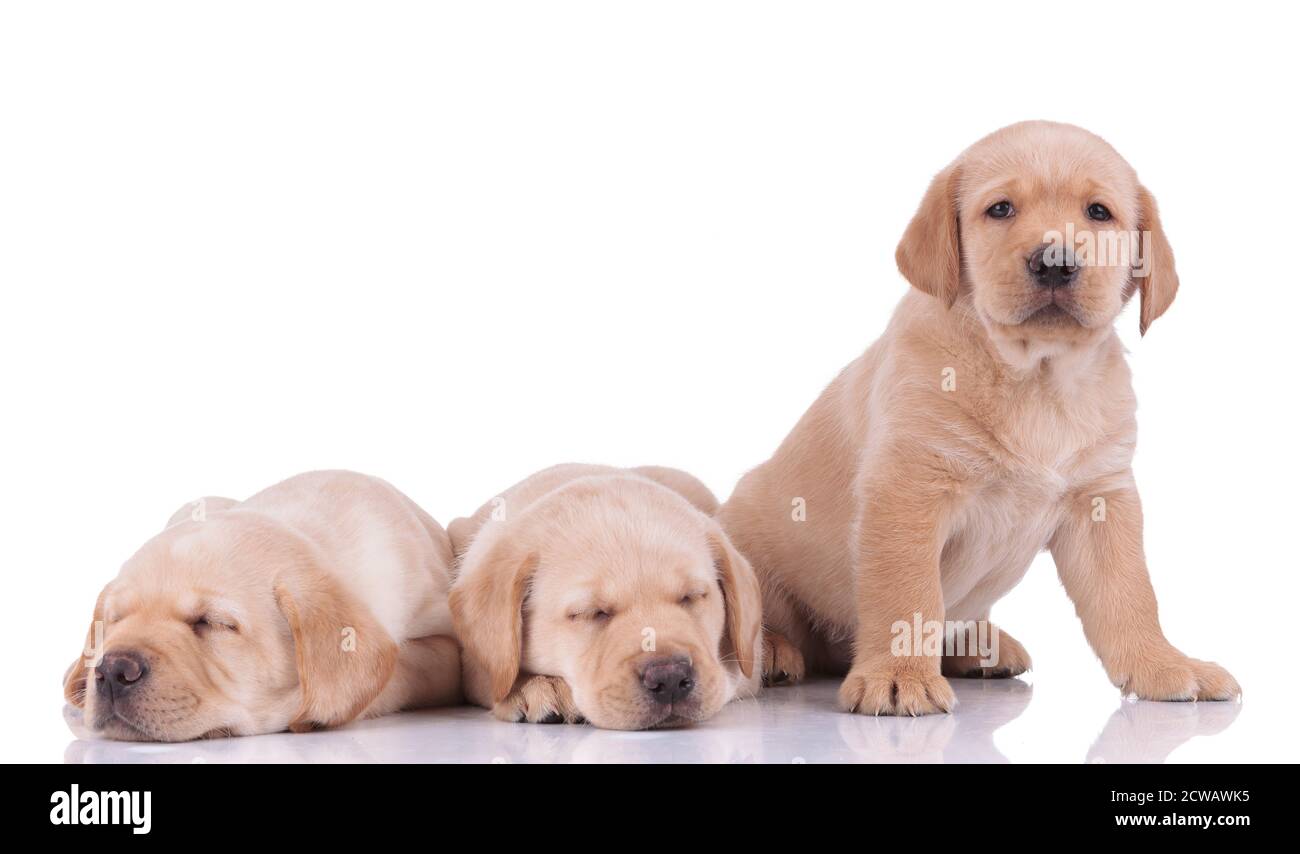 two cute labrador retriever dogs with yellow fur lying down and ...
