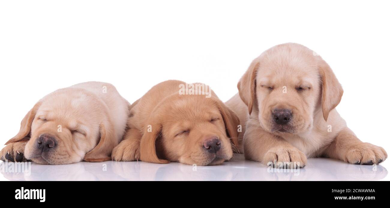 three cute labrador retriever dogs with yellow fur lying down next to ...