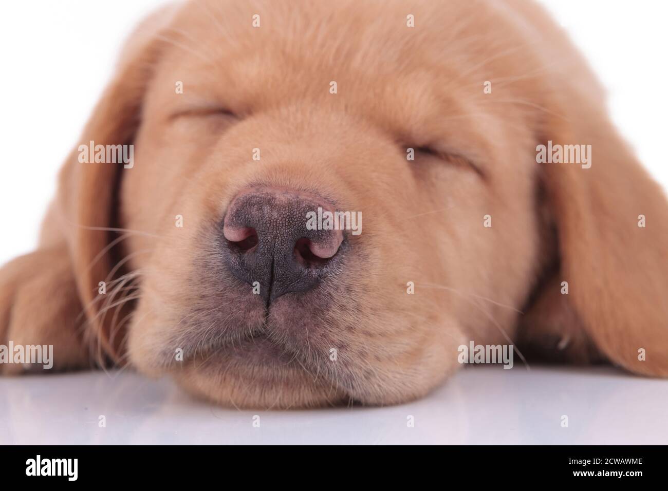 close up of a cute labrador retriever dog with yellow fur lying down ...
