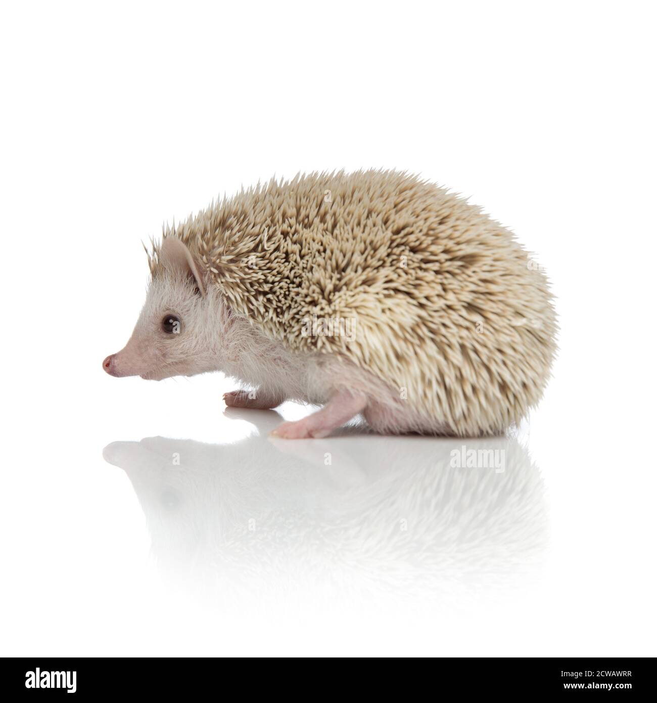 side view of an adorable albino hedgehog sitting to a side happy on ...