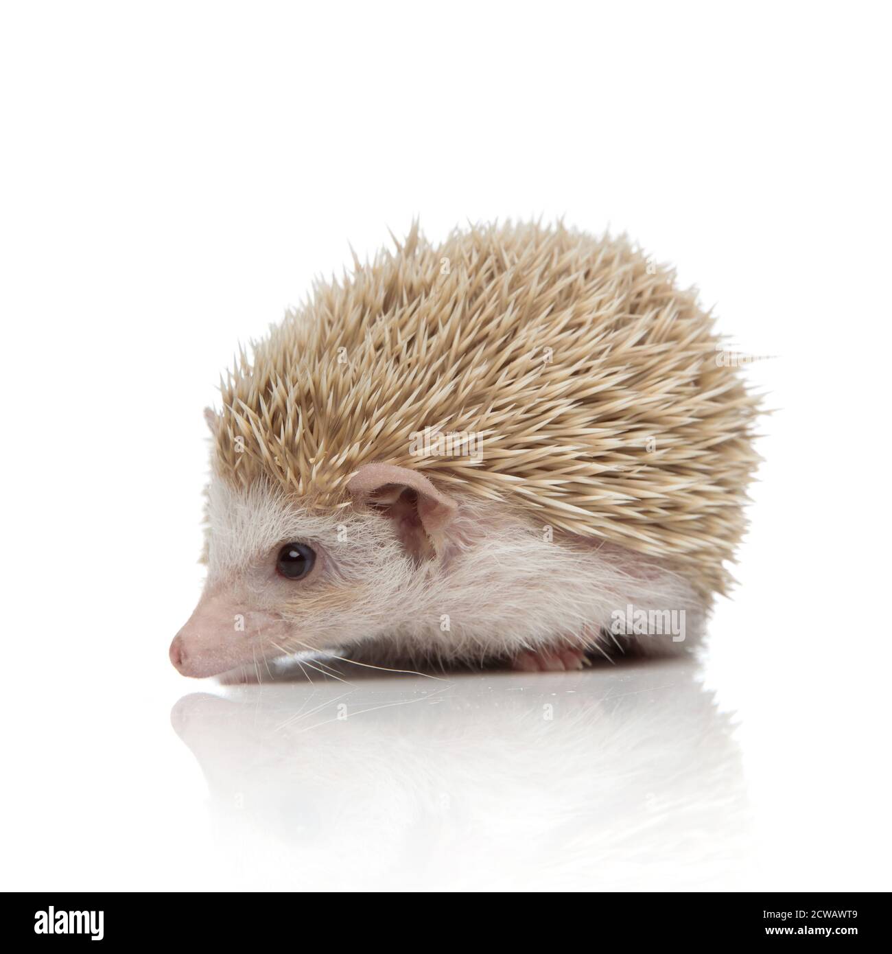African pygmy hedgehog albino hi-res stock photography and images - Alamy