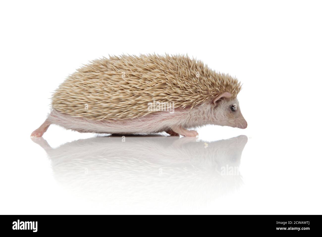 side view of an adorable albino hedgehog walking on his path happy on ...