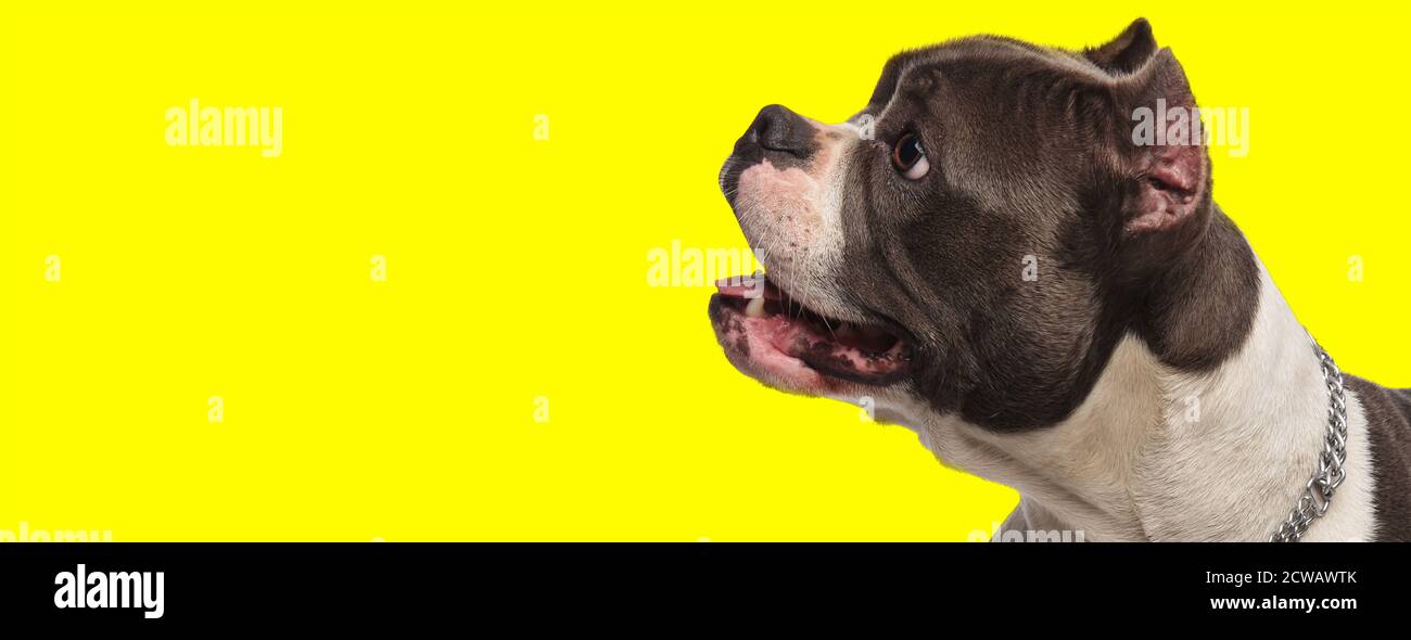 happy american bully dog looks to side and panting with mouth open in ...