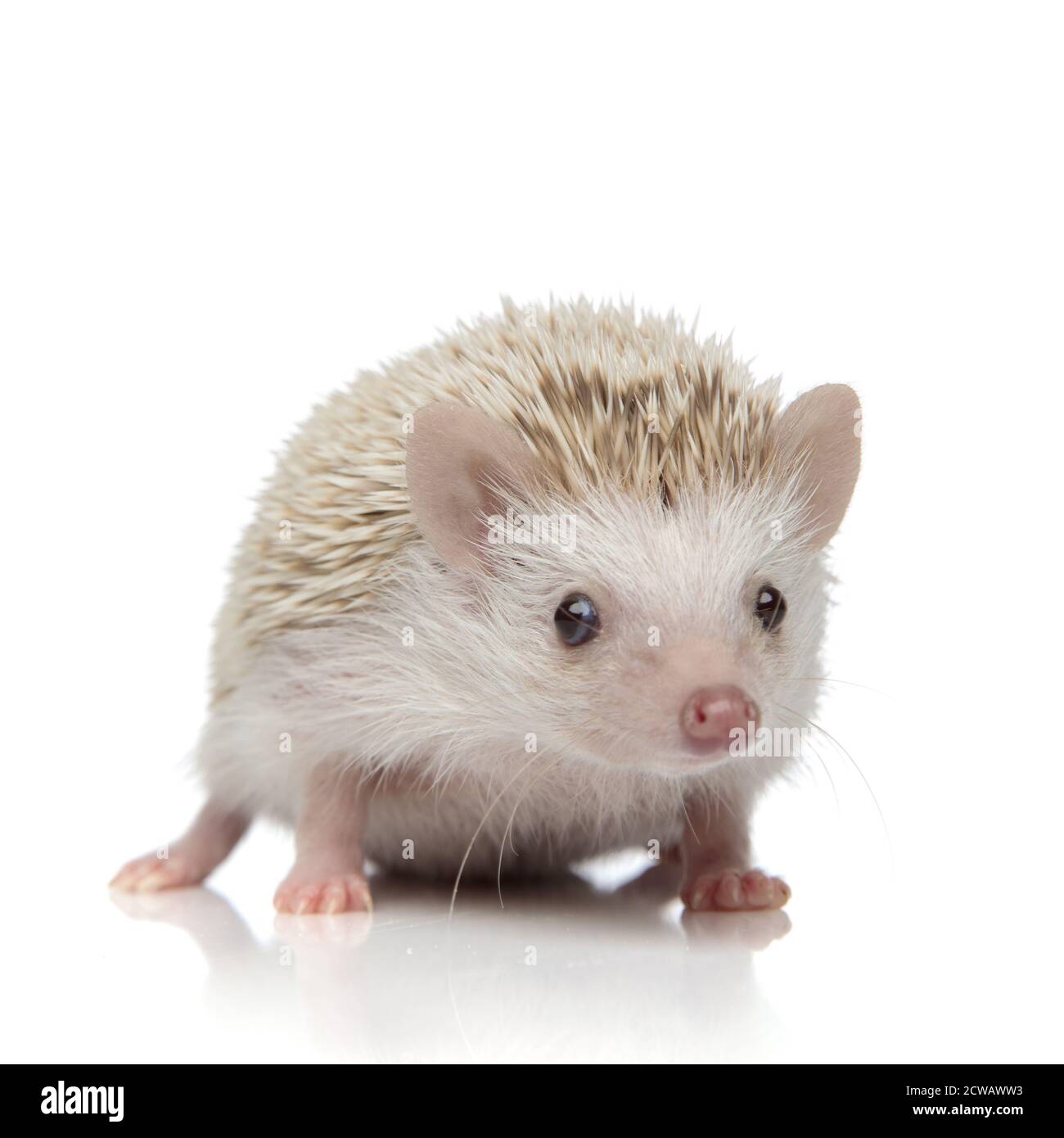 African pygmy hedgehog albino hi-res stock photography and images - Alamy