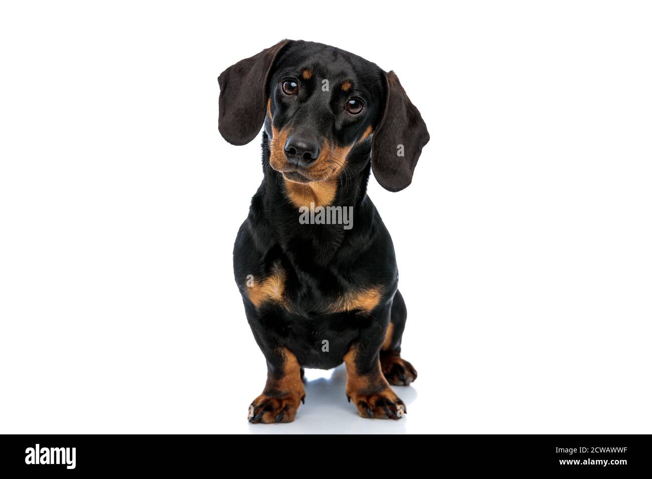 Curious Teckel puppy looking forward and tilting its head while ...