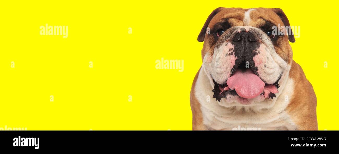 close up of a beautiful english bulldog dog with brown fur looking at ...