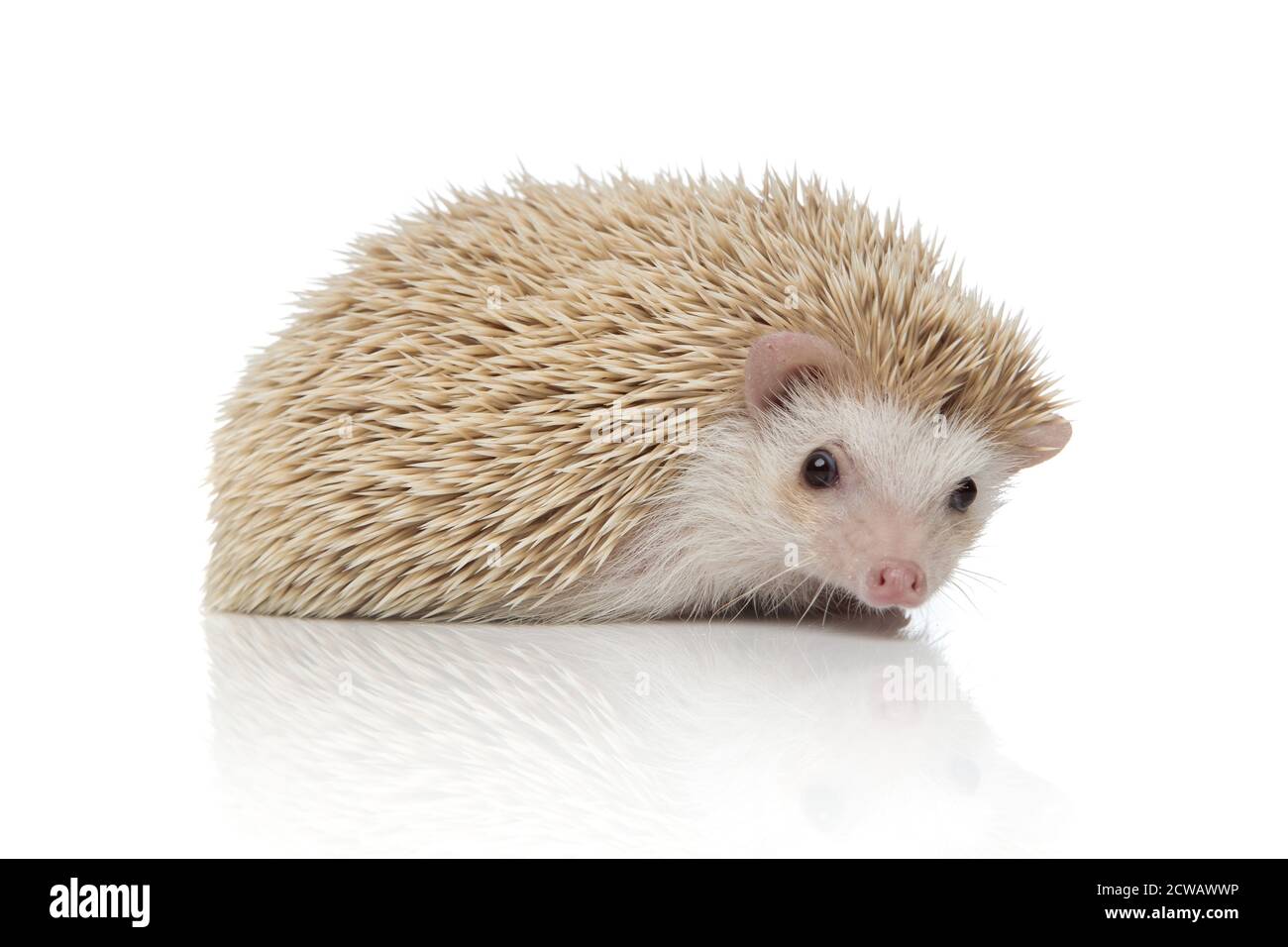 side view of a little albino hedgehog lying down with no occupation on ...