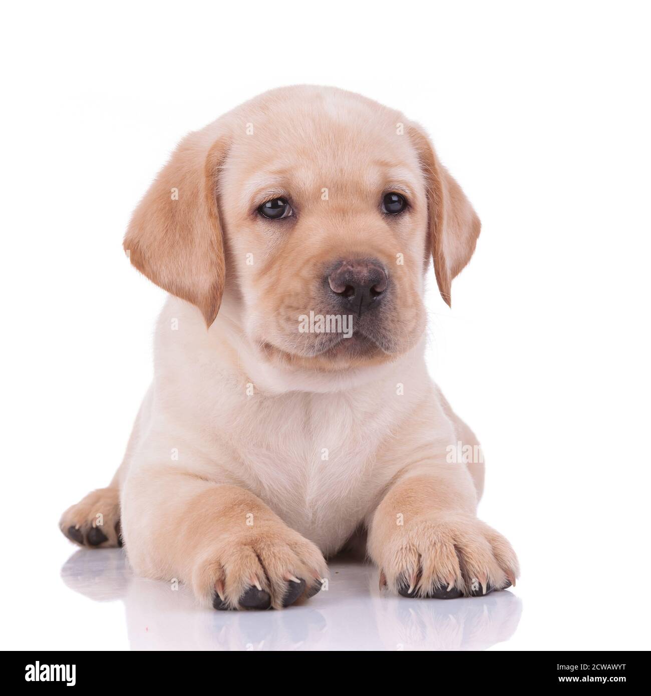 cute labrador retriever dog with yellow fur lying down and looking away ...