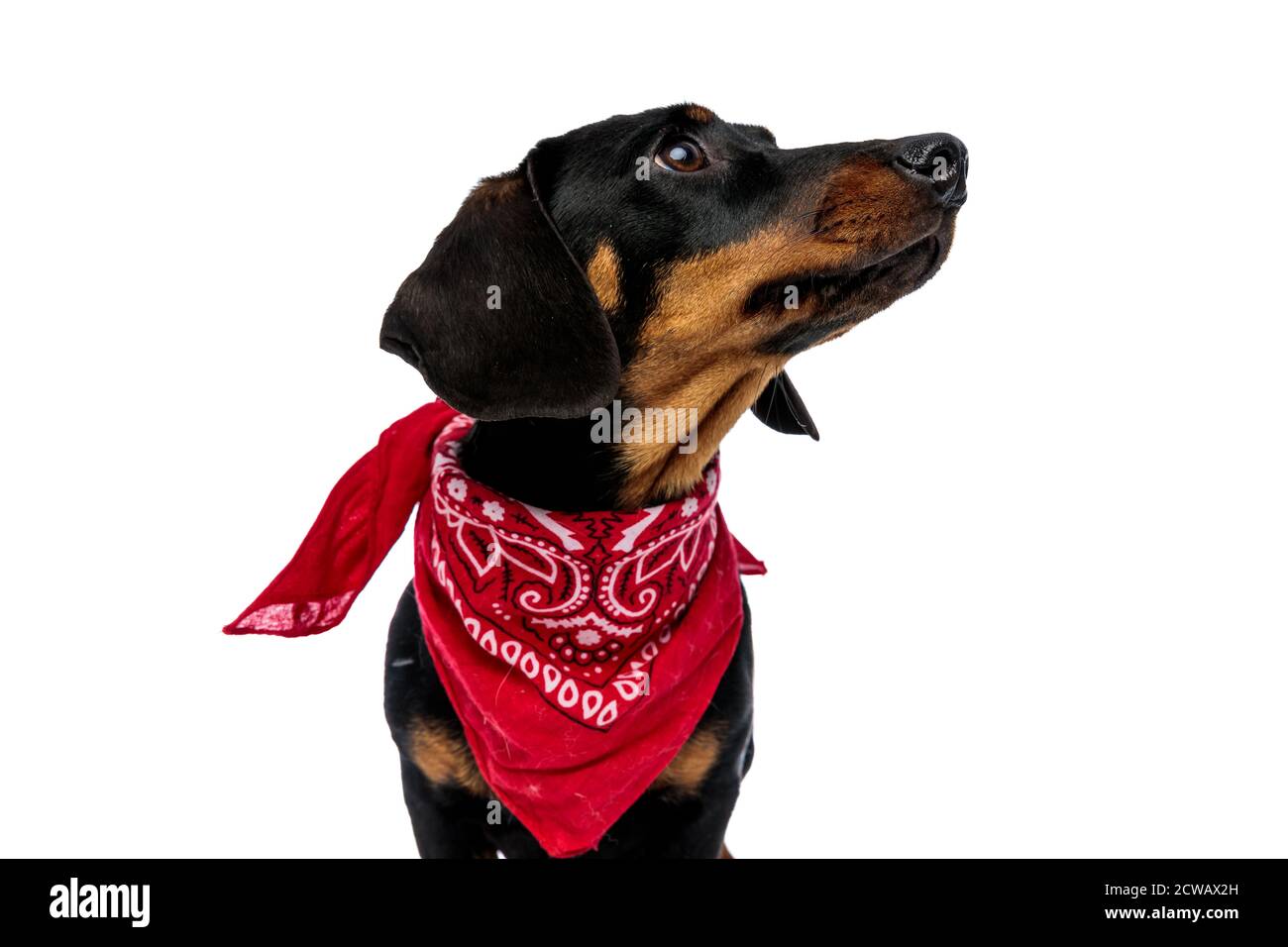 Curious Teckel puppy looking away and wearing red bandana while ...