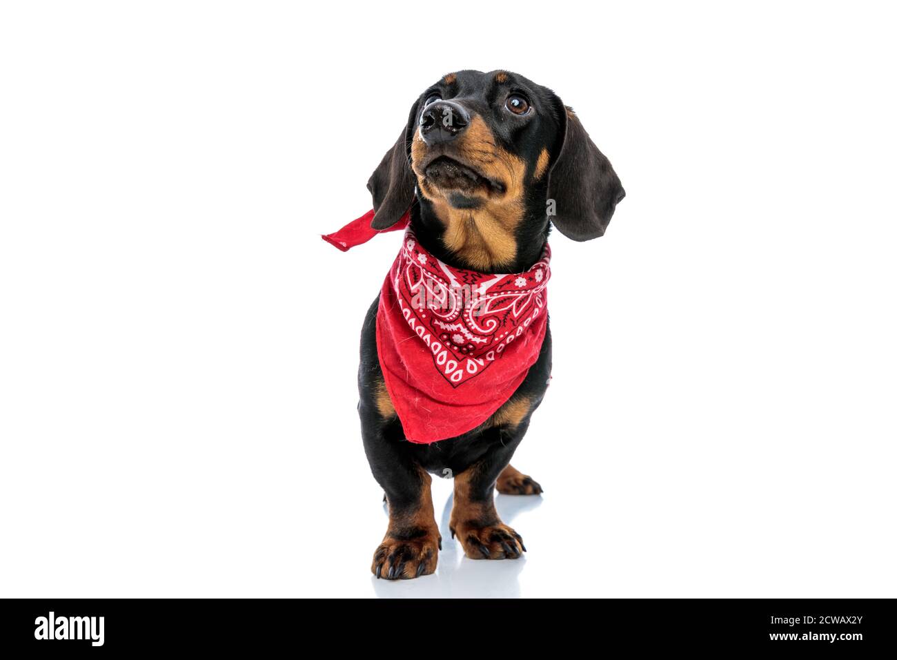 Curious Teckel puppy looking up and wearing red bandana while standing ...