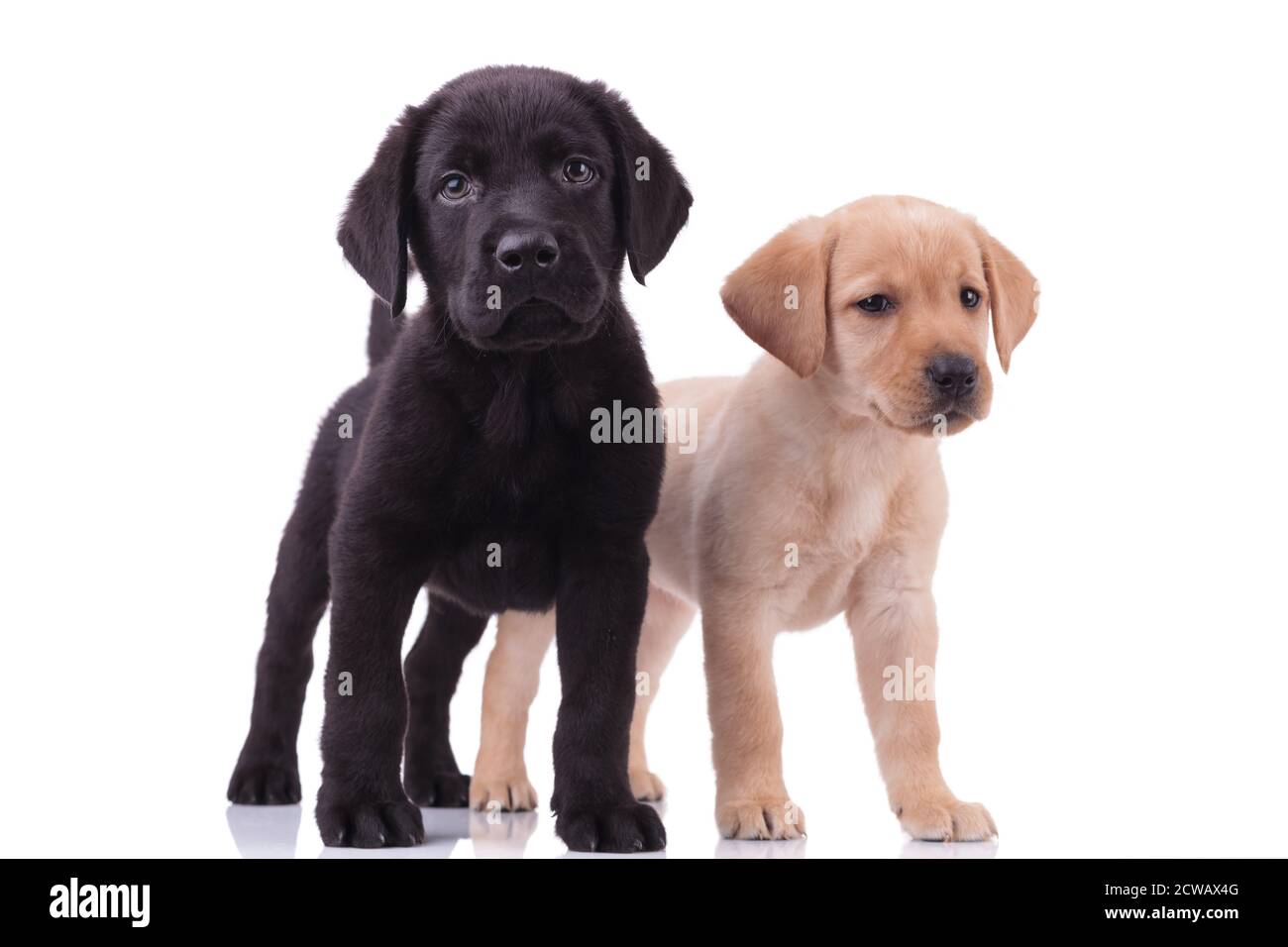 team of two labradors retrievers standing and looking up and side on ...