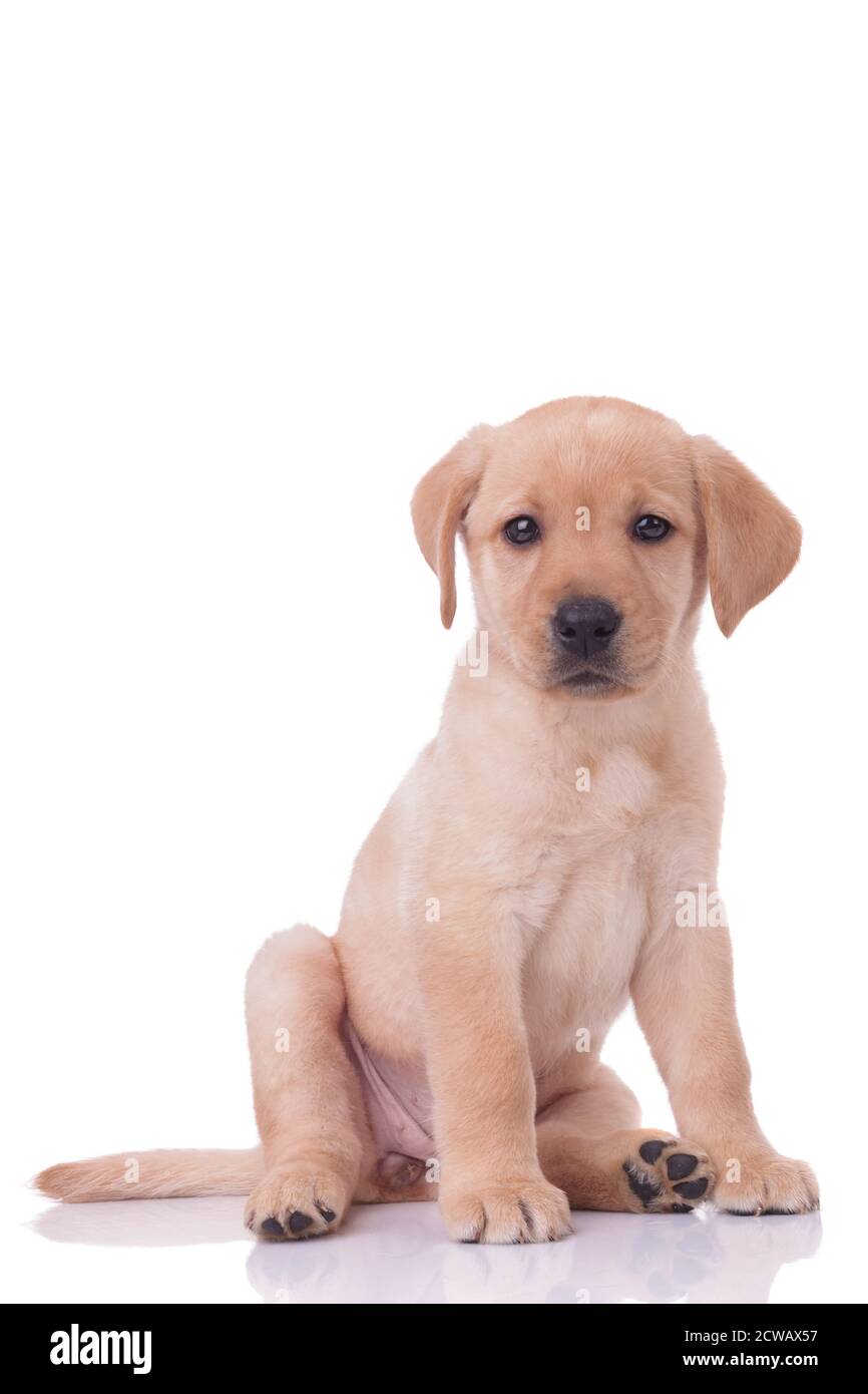 cute labrador retriever sitting isolated on white background Stock ...