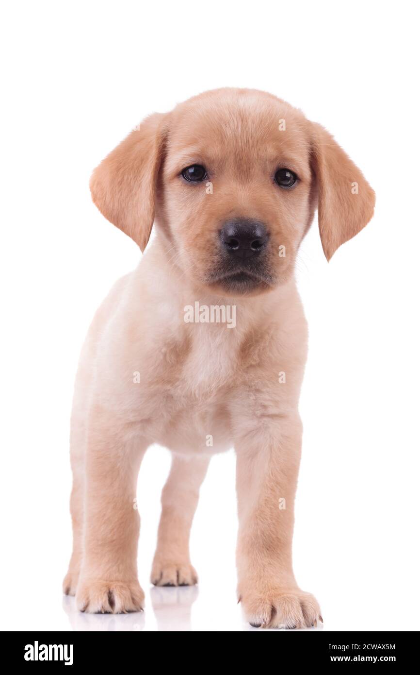 adorable baby labrador retriever standing isolated on white background ...