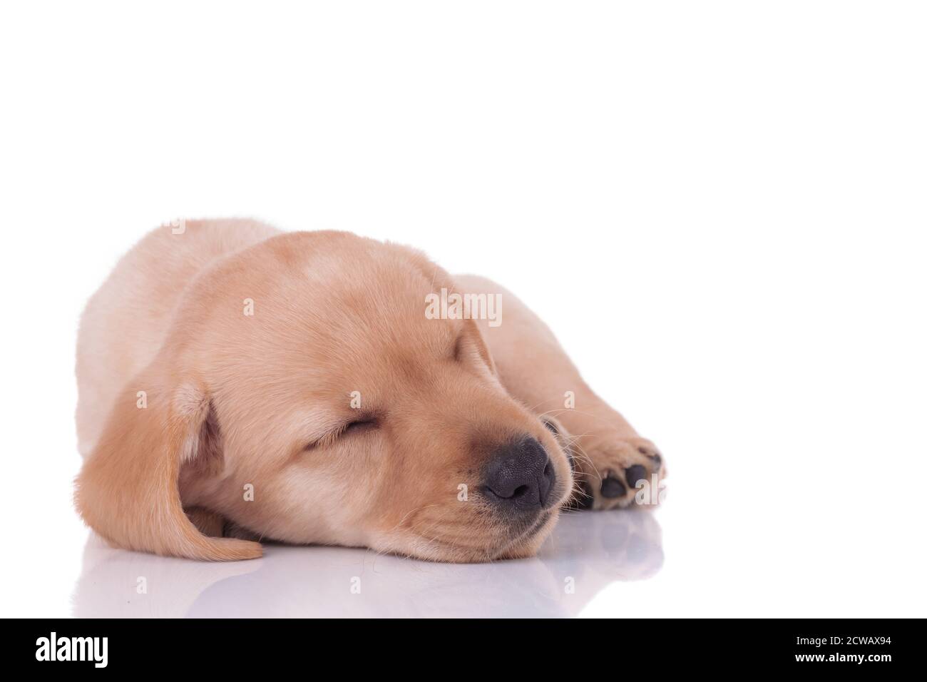 adorable labrador retriever laying down and sleeping isolated on white ...