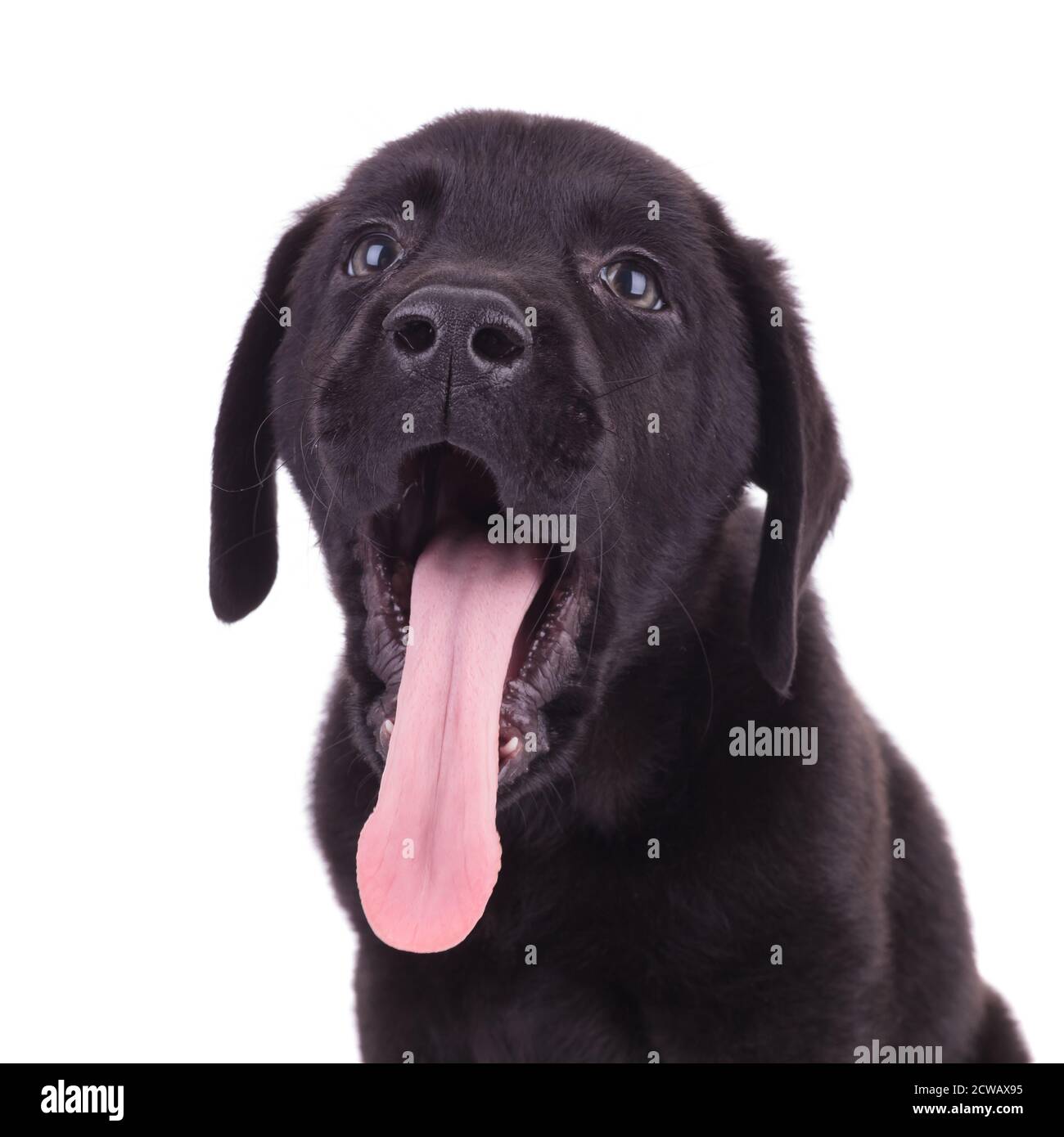 cute labrador retriever panting and sticking out tongue isolated on ...